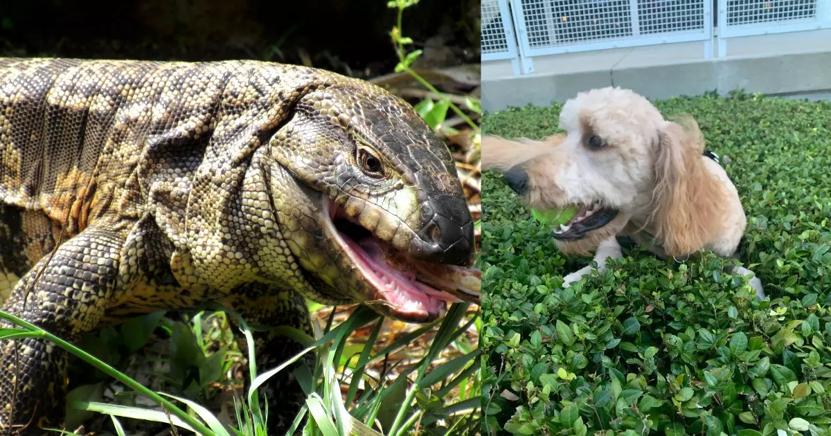 Teiú: Esse Vídeo prova que nem os cachorros podem com essa espécie de lagarto