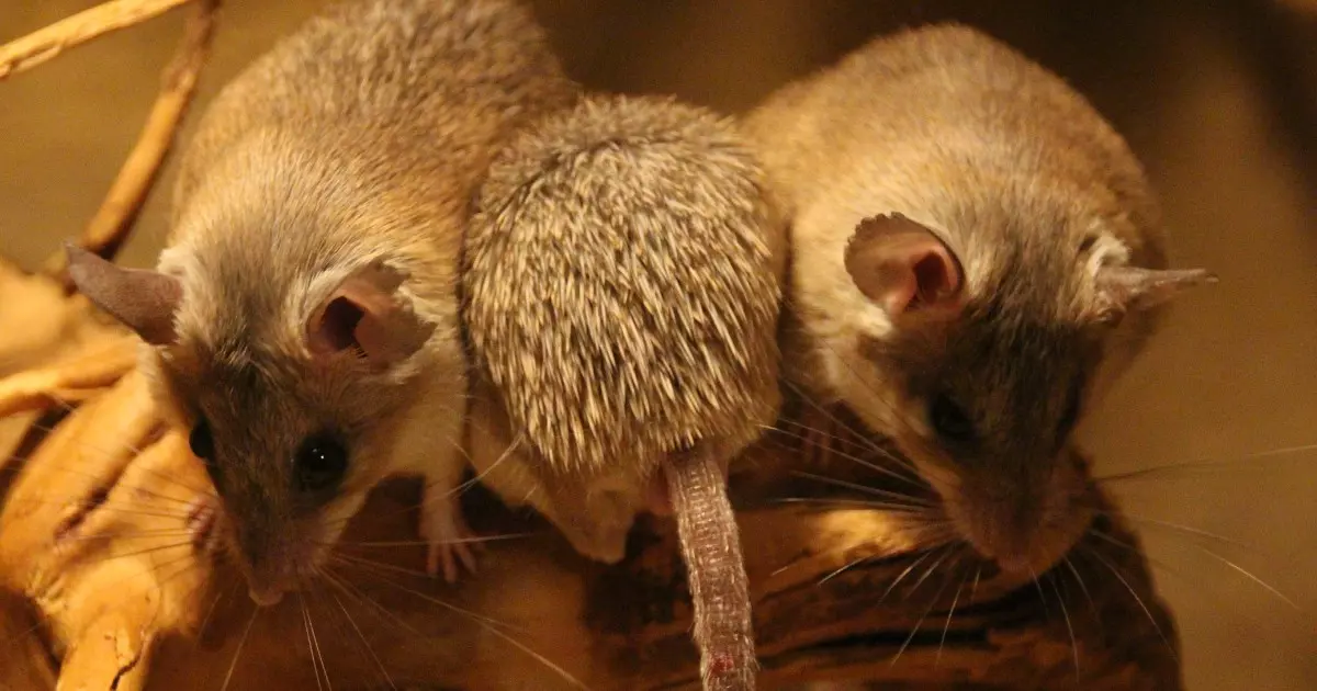 O que os Ratos comem? Conheça o hábito alimentar desse roedor